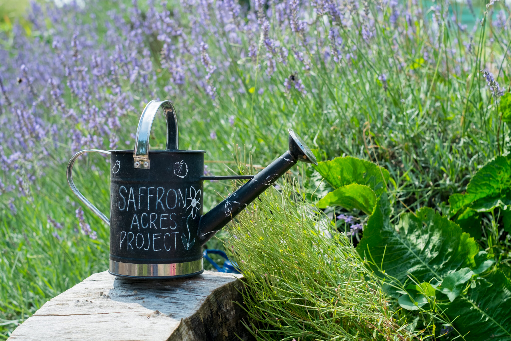 Saffron Acres – Saffron Lane Neighbourhood Council